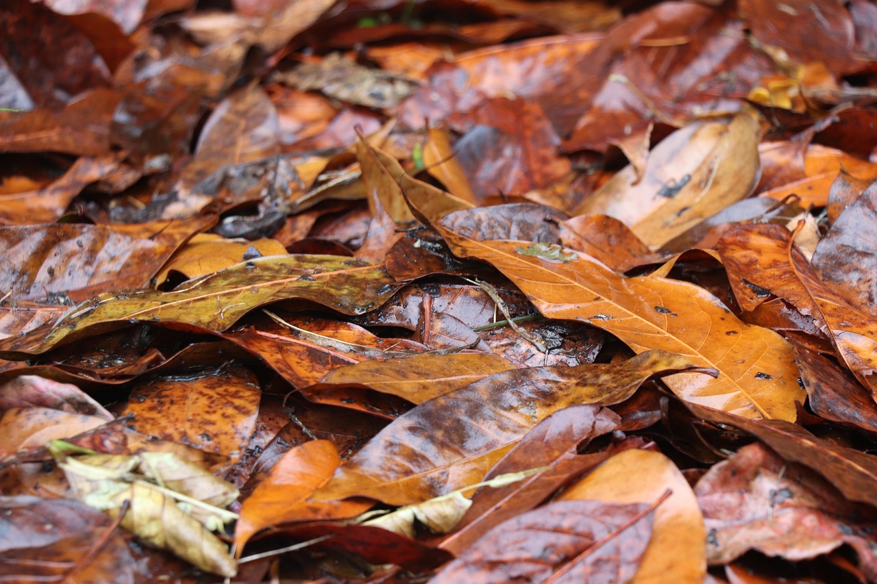 Daun Kuning Basah Latar - Foto gratis di Pixabay - Pixabay