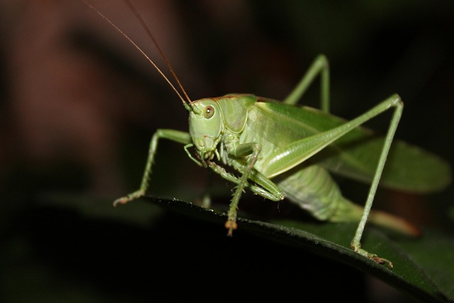 Animal Inseto Verde - Foto gratuita no Pixabay - Pixabay