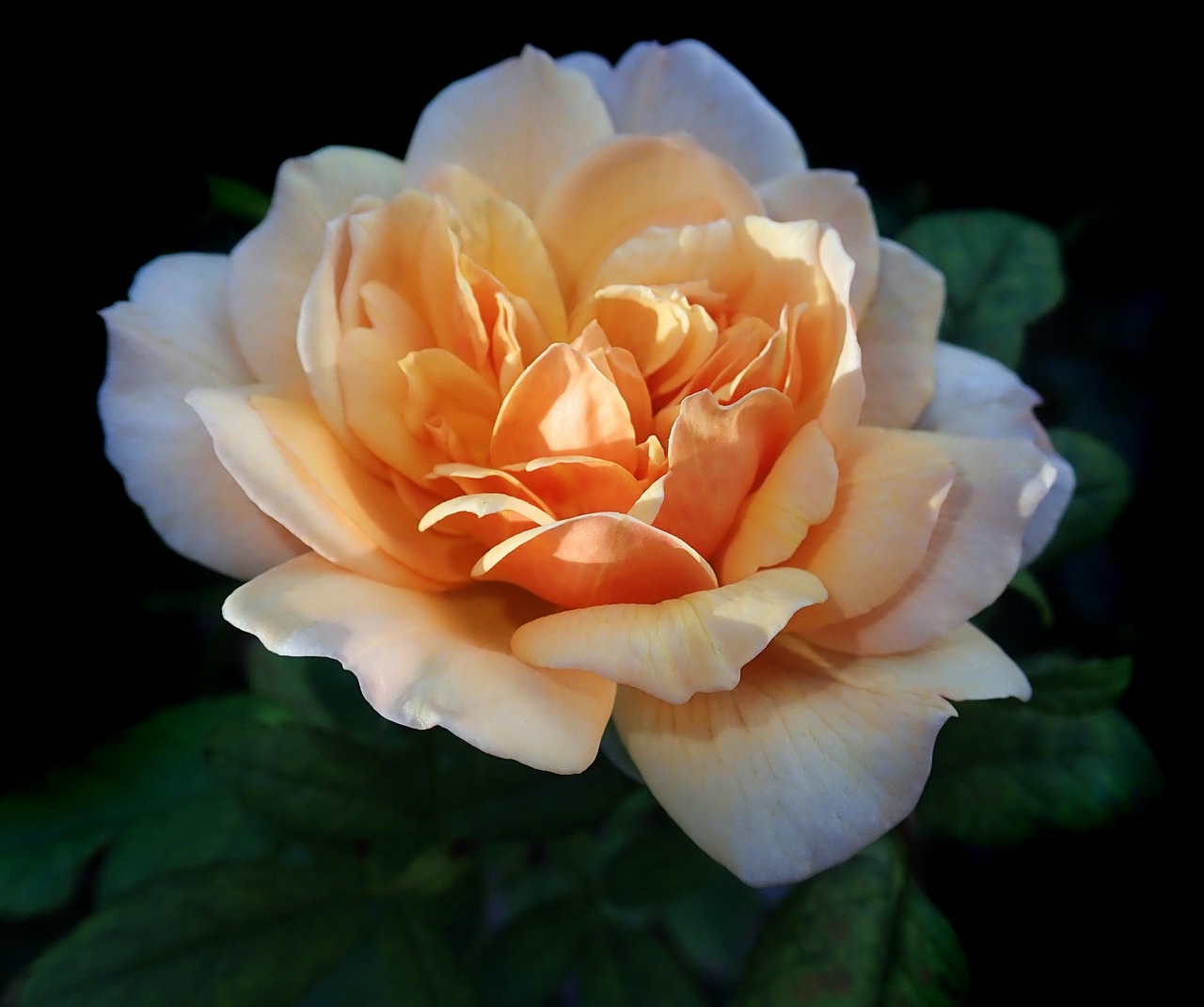 Mawar Bunga Parfum Sinar - Foto gratis di Pixabay - Pixabay
