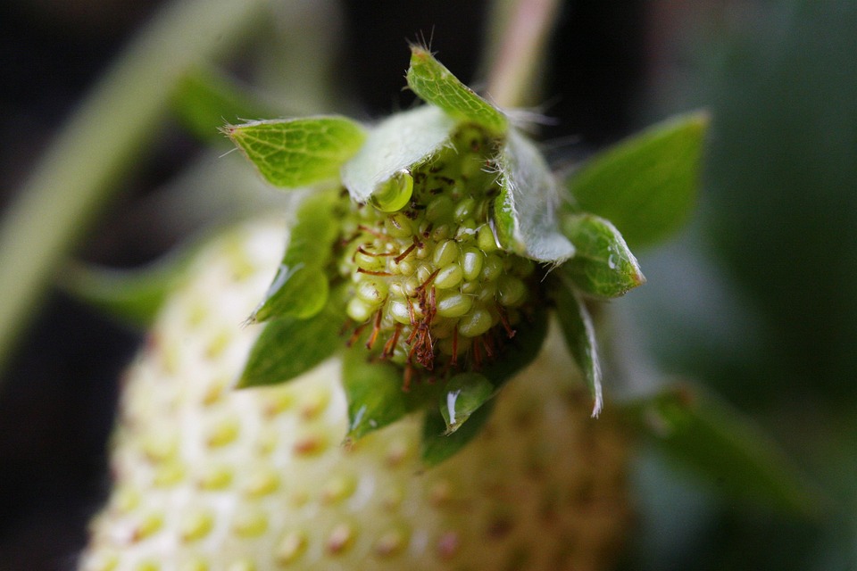 Strawberry Bloom Spring - Free photo on Pixabay
