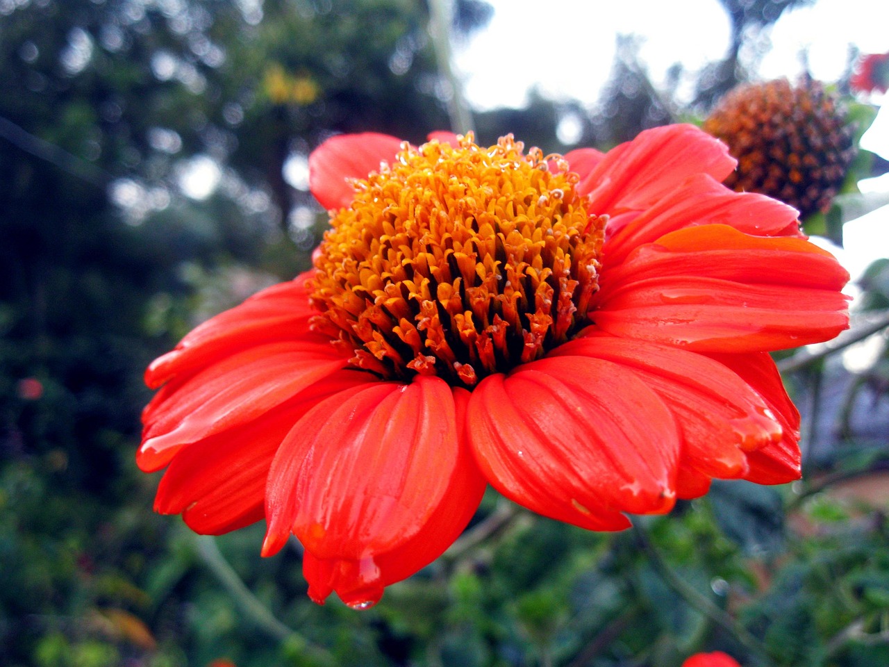 Fleur Nature Fleurir - Photo gratuite sur Pixabay - Pixabay