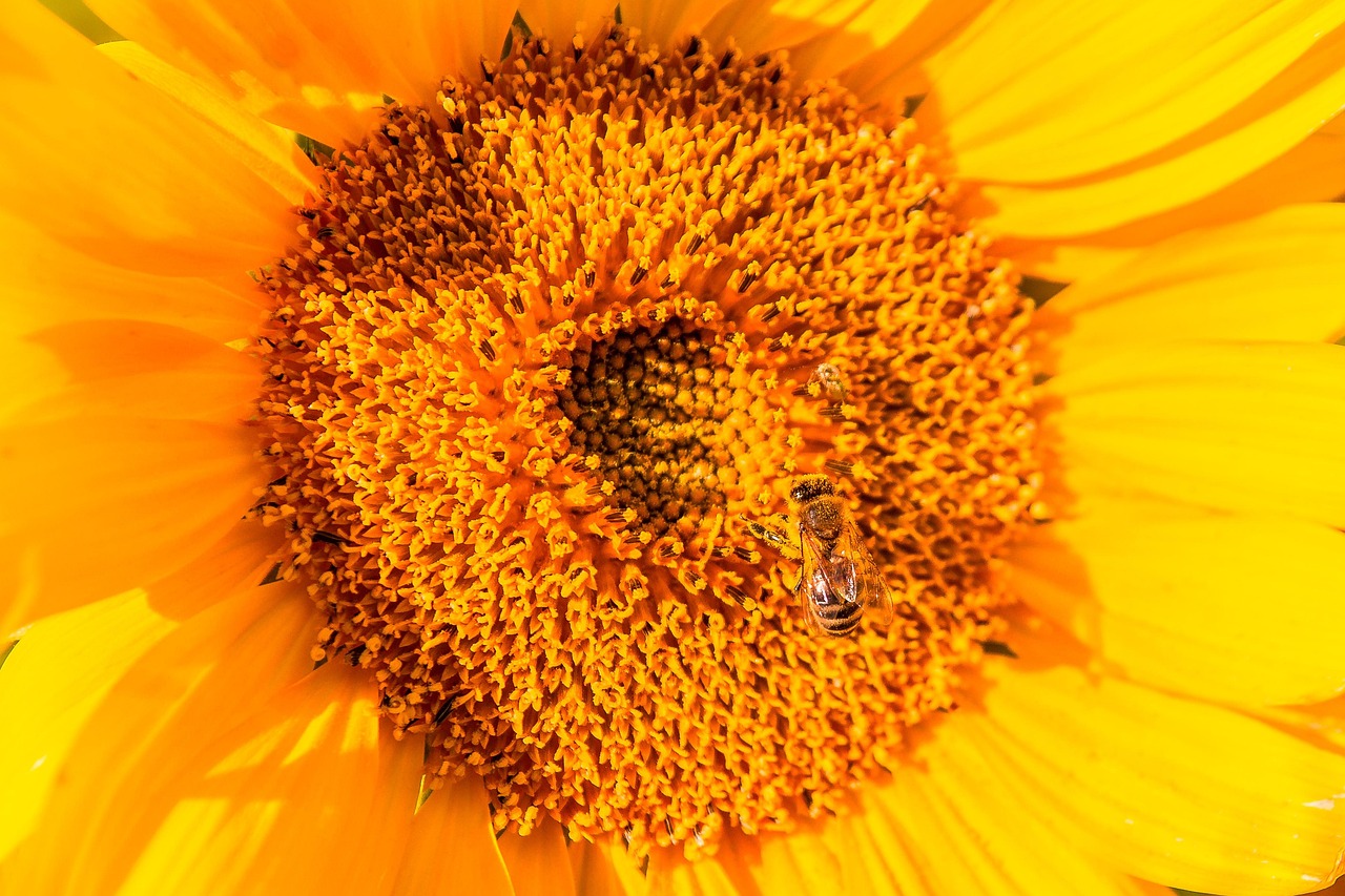 Sunflower Bee Insect - Free photo on Pixabay