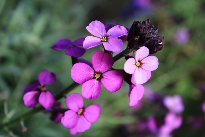 200+ Free Mauve Flower & Mauve Images
