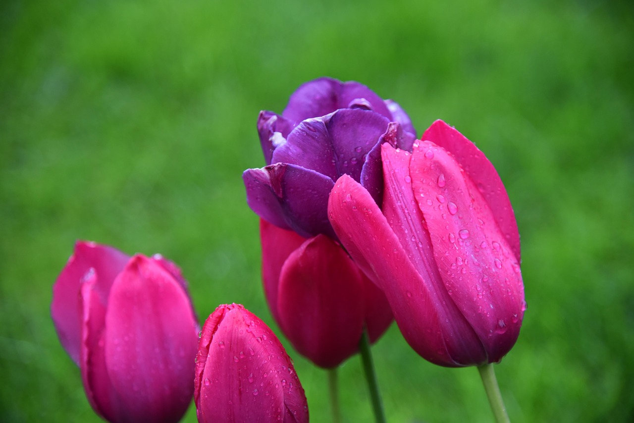 Tulips Rain Wet - Free photo on Pixabay