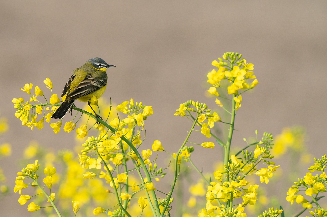 600,000+ Free Bird On Flower & Bird Images - Pixabay