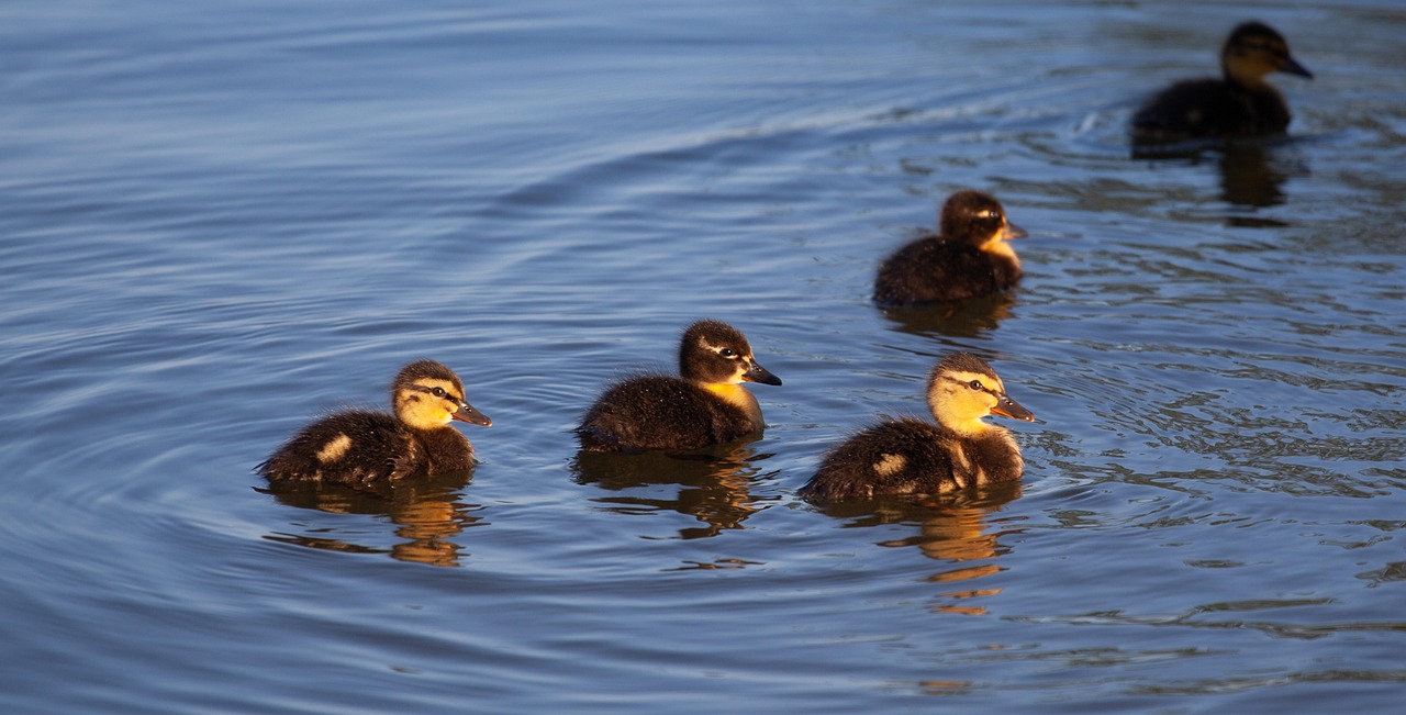 Ducklings Baby Ducks Duckling - Free photo on Pixabay - Pixabay