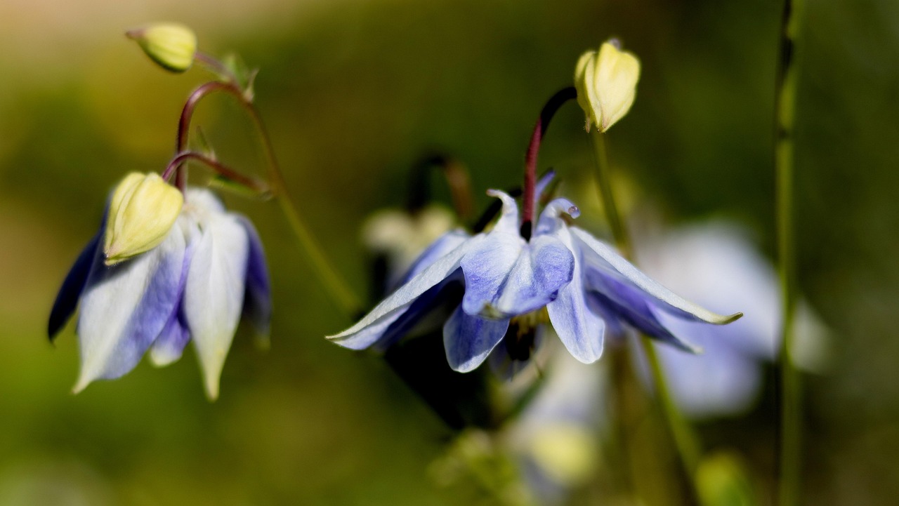 Jardim Flores Primavera - Foto gratuita no Pixabay - Pixabay