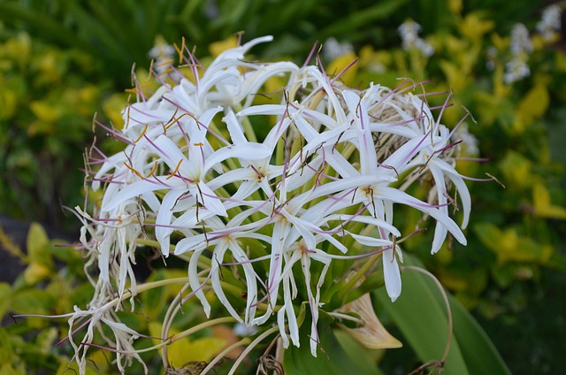 Flor Havaiana Branca Oahu - Foto gratuita no Pixabay - Pixabay