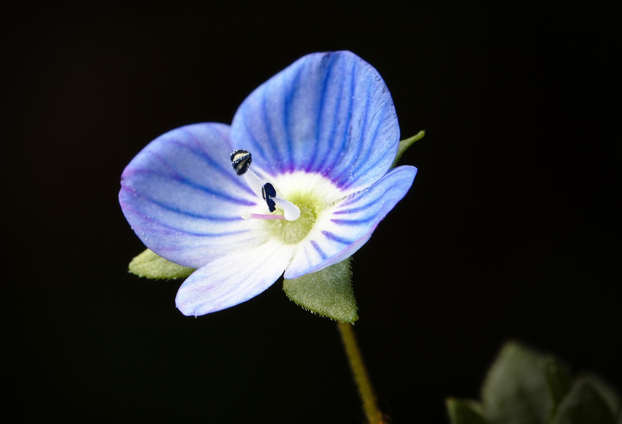 Honor Award Flower Spring - Free photo on Pixabay
