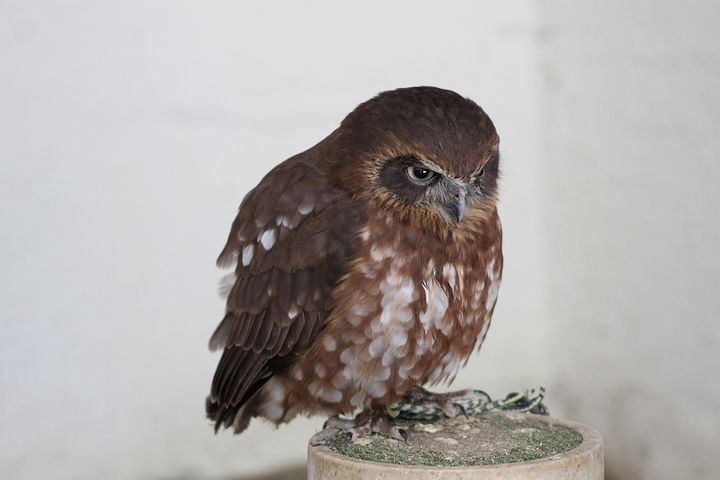 30+ Free Spotted Owl & Owl Images - Pixabay