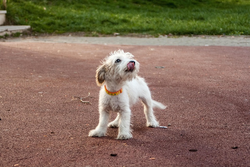 Dog Little Puppy - Free photo on Pixabay - Pixabay