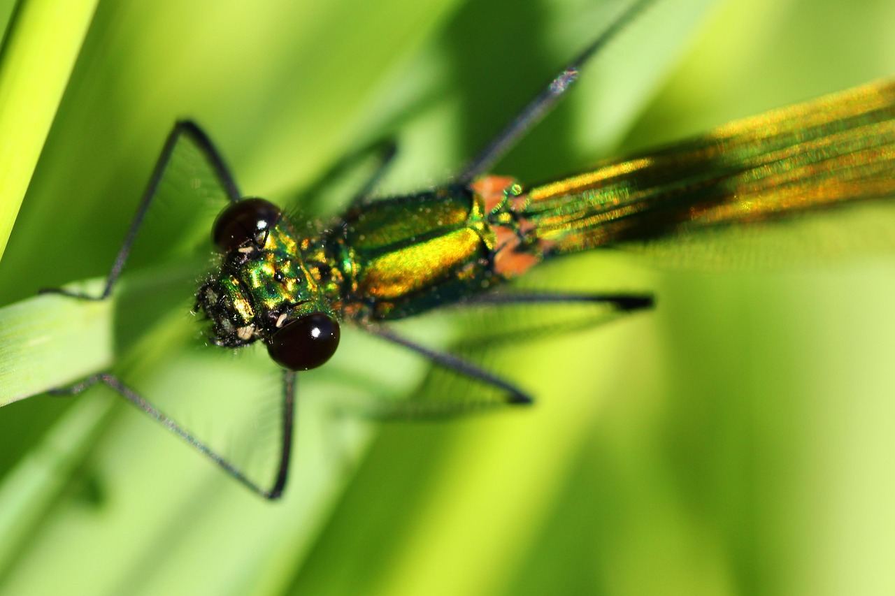 Banded Demoiselle Dragon-Fly - Free photo on Pixabay - Pixabay