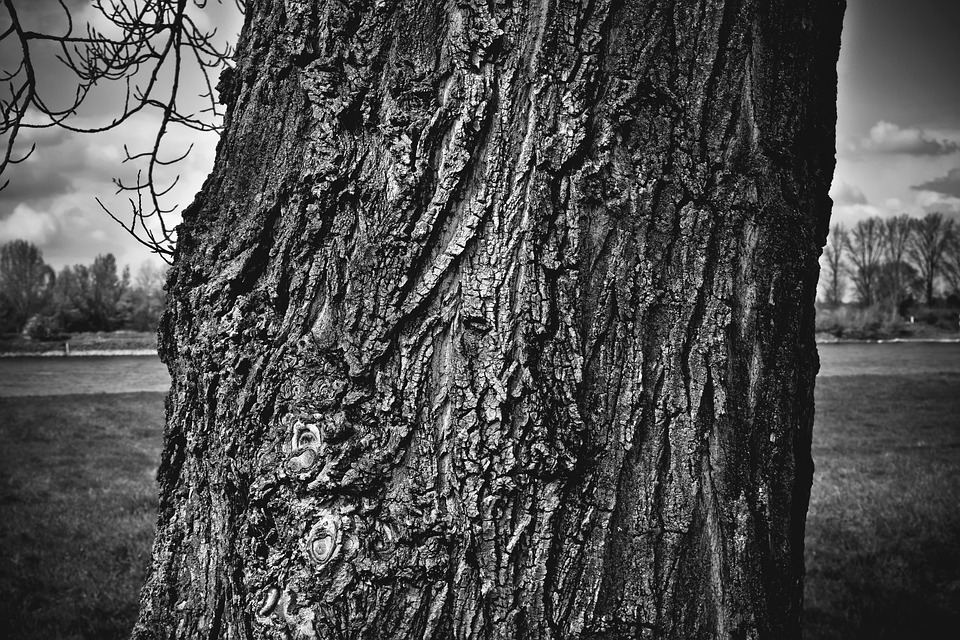 La Nature Arbre Forêt - Photo gratuite sur Pixabay - Pixabay