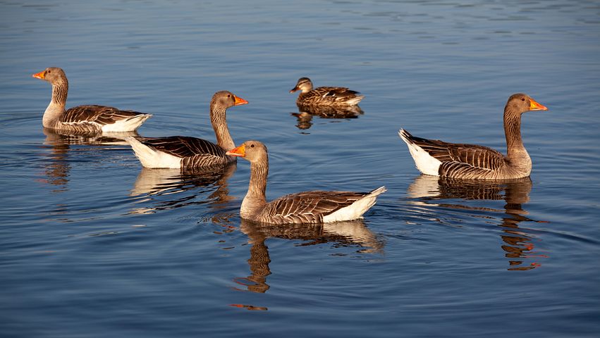 300+ Free Geese Duck & Geese Images - Pixabay