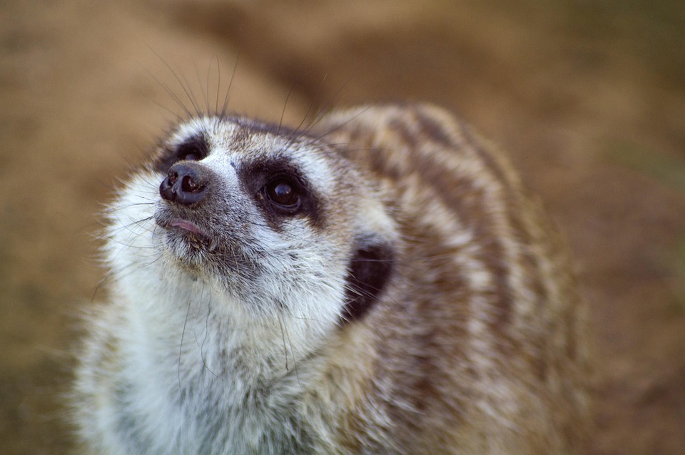 Suricate Mignon Fourrure - Photo gratuite sur Pixabay - Pixabay