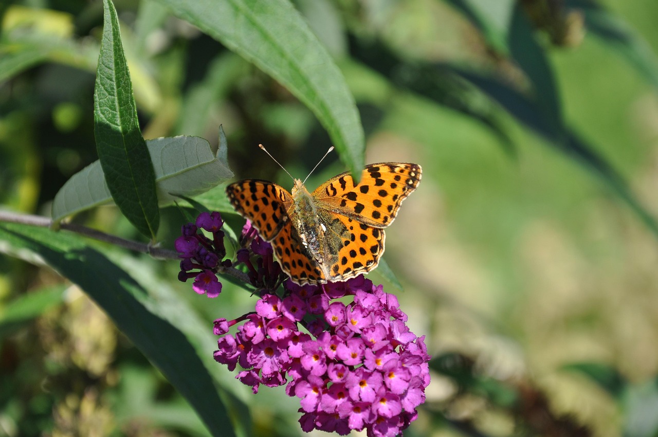 Papillon Fleurs Butiner - Photo gratuite sur Pixabay - Pixabay