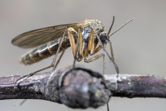 500+ Free Mosquito & Insect Images - Pixabay