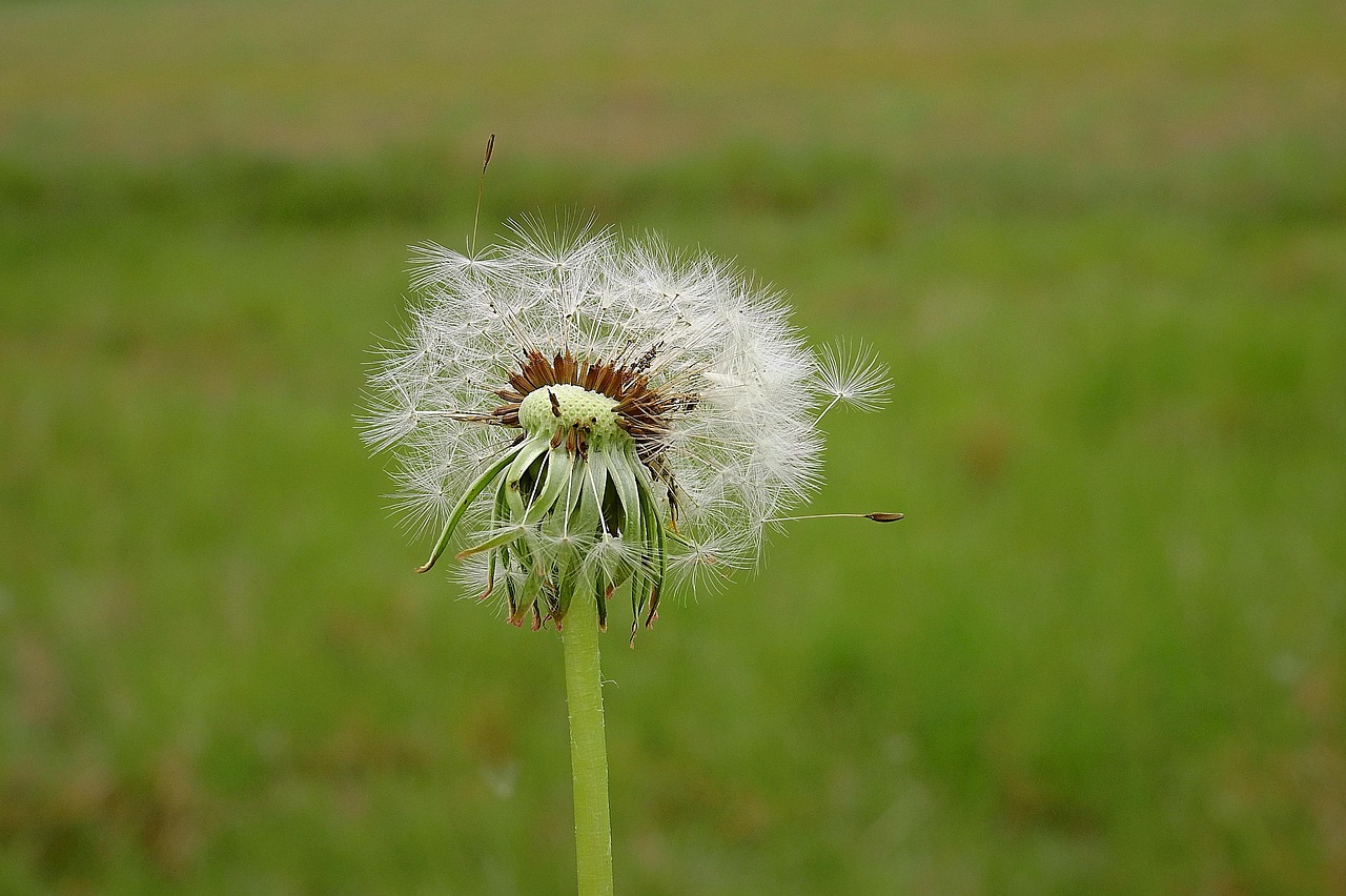 400+ Free Nun & Nature Photos - Pixabay