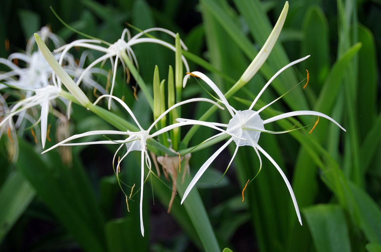 Hymenocalle Selaput Dara - Foto gratis di Pixabay - Pixabay