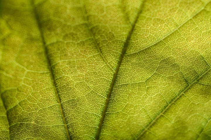 Fundal Verde Imagini - Descarcă imagini gratuite - Pixabay