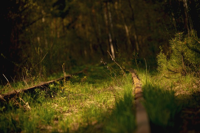 Way Story Nature - Free photo on Pixabay - Pixabay