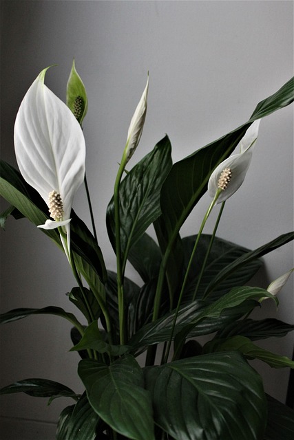 Fleur Blanche Exotique - Photo gratuite sur Pixabay - Pixabay