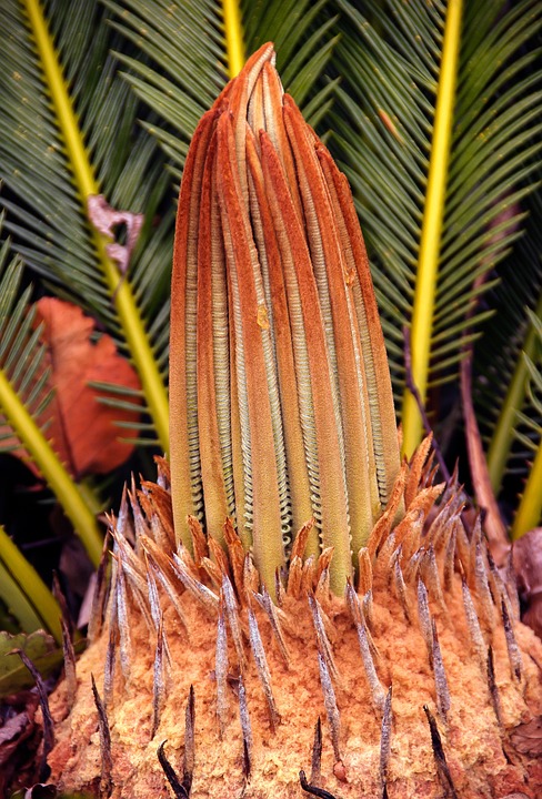 Cycad Plant New Growth - Free photo on Pixabay - Pixabay
