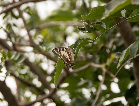 10+ Free Emperor Butterfly & Butterfly Images - Pixabay
