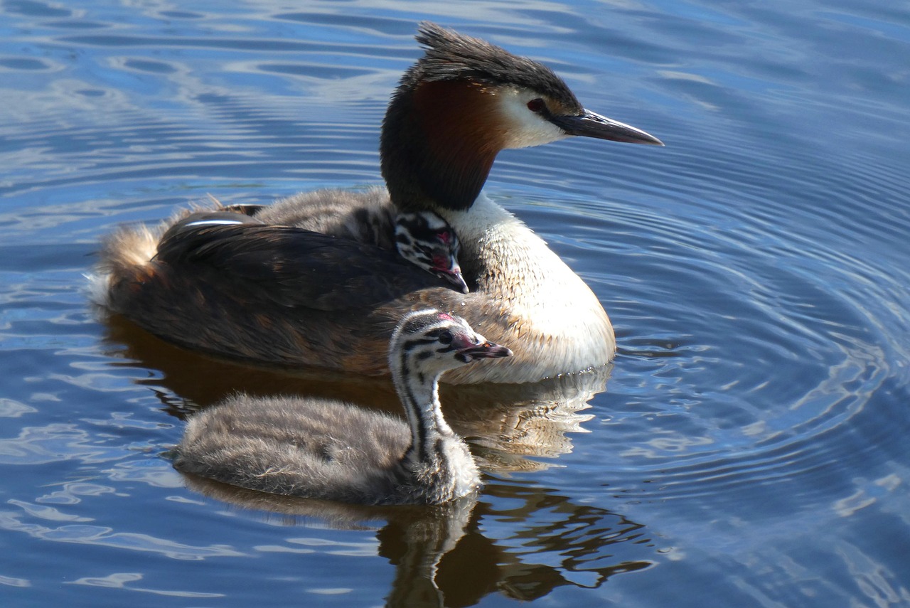 Great Crested Grebe Hen Chick - Free photo on Pixabay