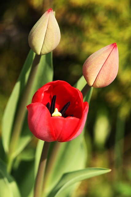 Tulppaani Silmukka Kukka - Ilmainen valokuva Pixabayssa - Pixabay