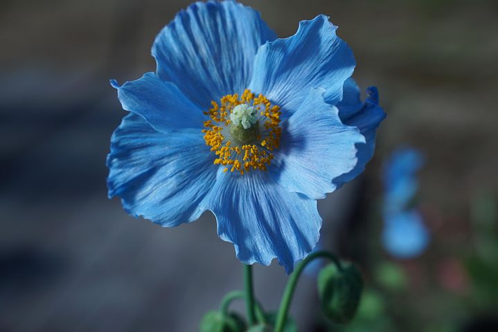 300,000+ Flowers Images & Flower Photos [HD] - Pixabay