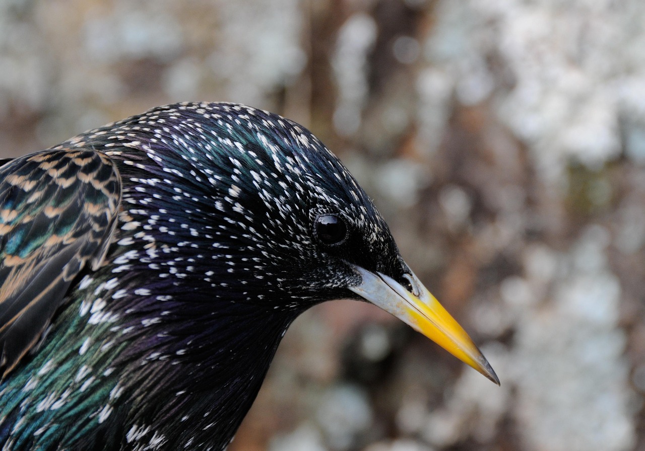 Meer dan 900 gratis afbeeldingen van Starling Dinamic en Spreeuw - Pixabay