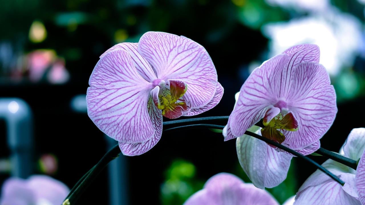 500.000 + Bellissimi Fiori e Fiori immagini gratis - Pixabay