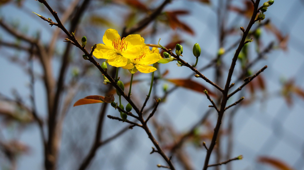 Tet Primavera El Clima - Foto gratis en Pixabay - Pixabay