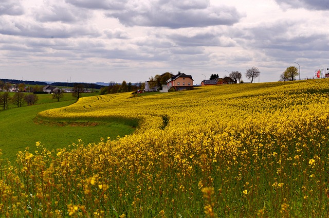Pemandangan Brassica Napus Kuning - Foto gratis di Pixabay - Pixabay