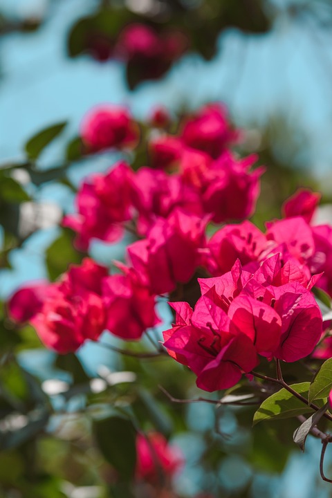 Bougainvillea Blommor Fuschia - Gratis foto på Pixabay