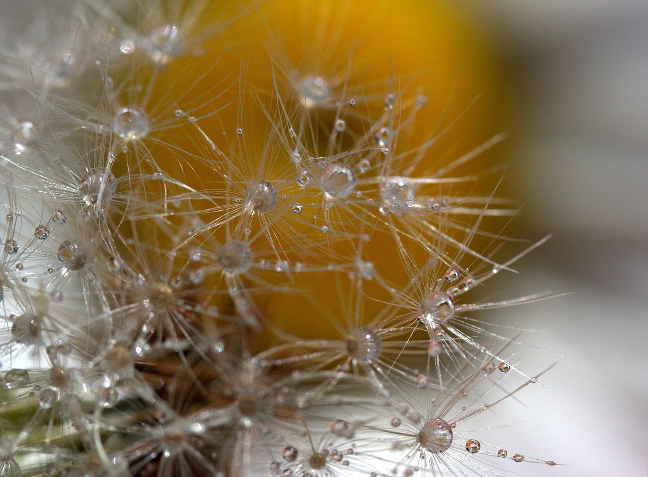 Dandelion Drops Water - Free photo on Pixabay - Pixabay