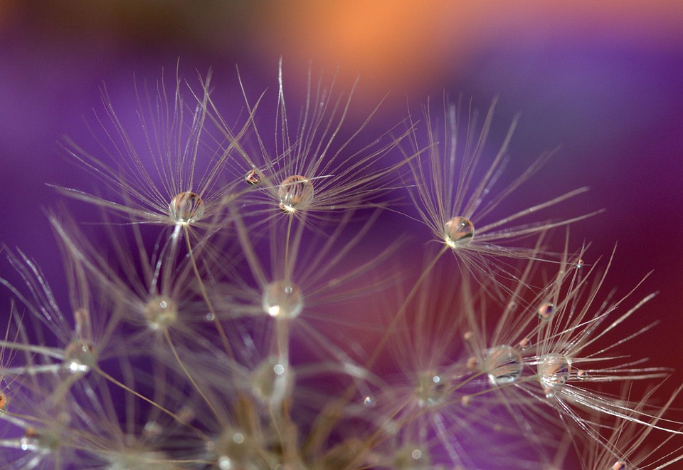 Dandelion Drops Water - Free photo on Pixabay - Pixabay