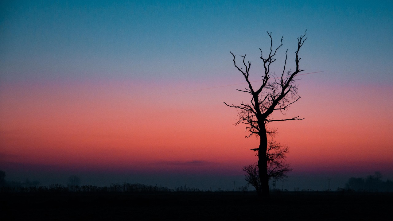Sunrise Colorful Tree - Free photo on Pixabay - Pixabay