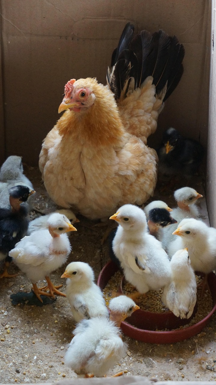 Animal Farm Agriculture - Free photo on Pixabay - Pixabay