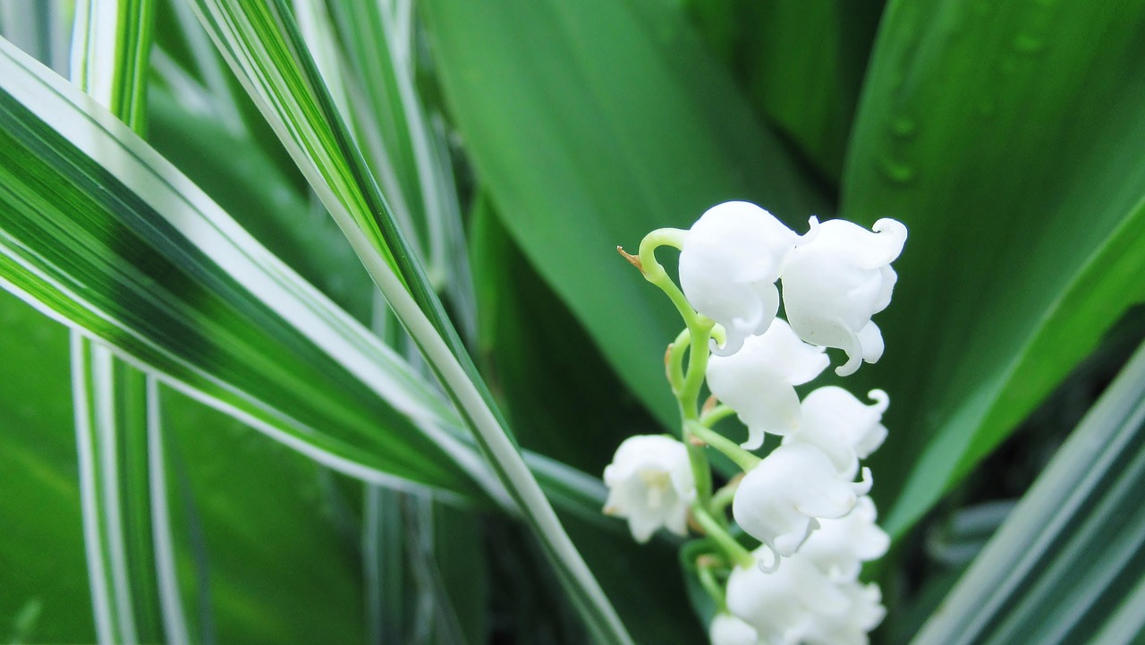 Lily Of The Valley White Flower - Free photo on Pixabay - Pixabay