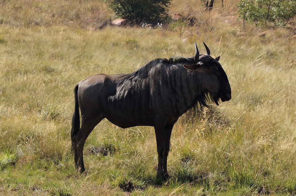 Africa Gnu Wildlife - Free photo on Pixabay - Pixabay