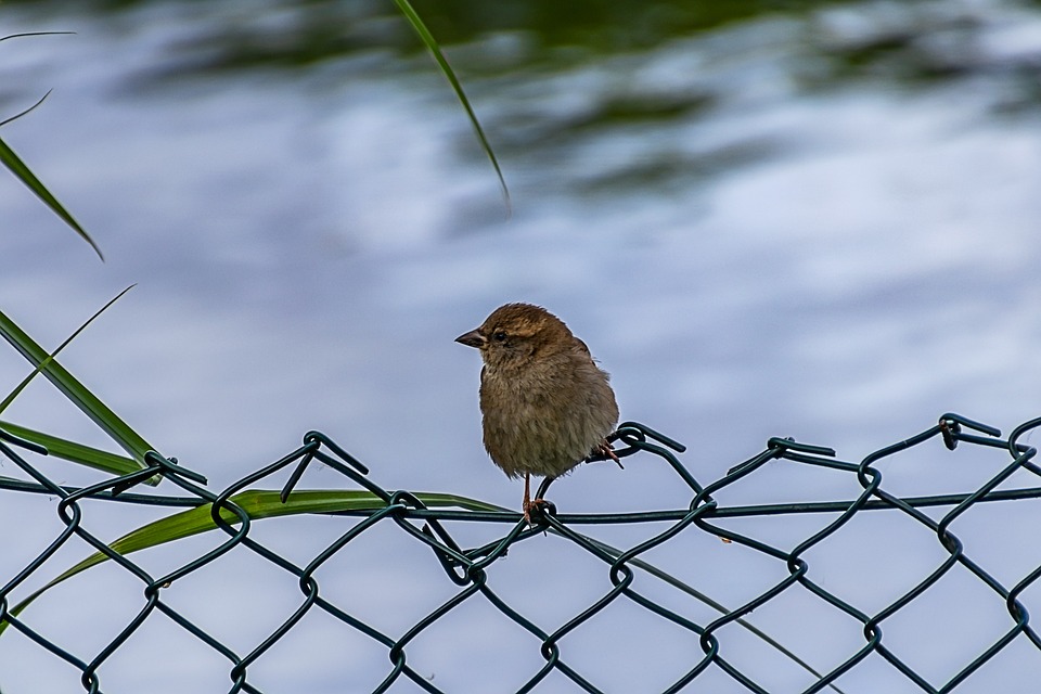 Sparrow Bird Nature - Free photo on Pixabay
