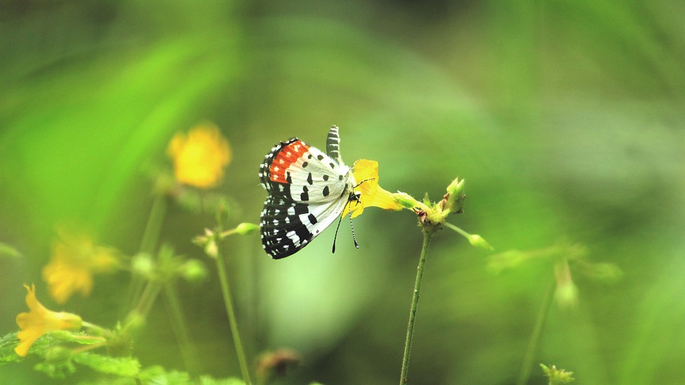 Kerala India Mariposa - Foto gratis en Pixabay