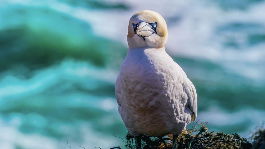 100+ Free Gannet & Northern Gannet Images - Pixabay