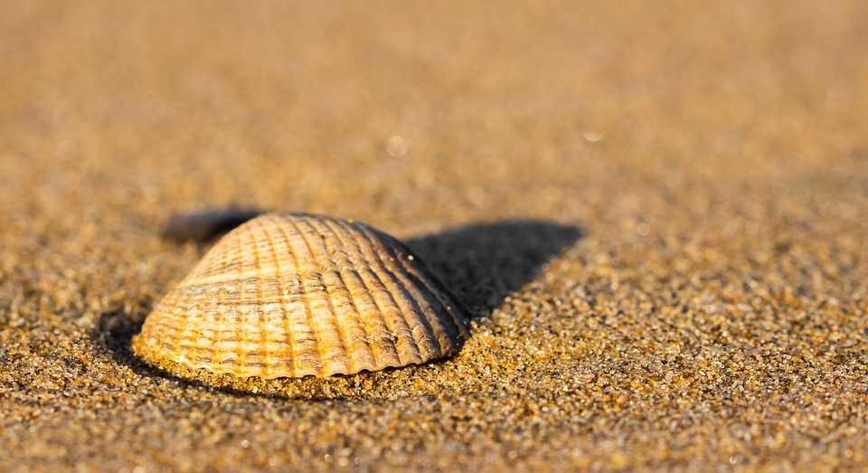 Muschel Strand Meer - Kostenloses Foto auf Pixabay - Pixabay
