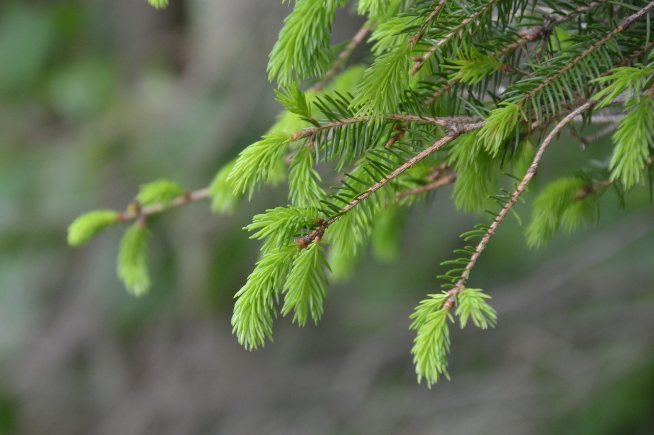 Over 100 gratis billeder for Grangren og Natur - Pixabay