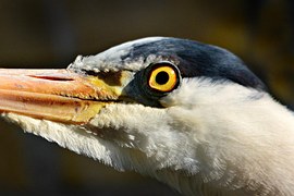 Heron Grey Animal - Free photo on Pixabay
