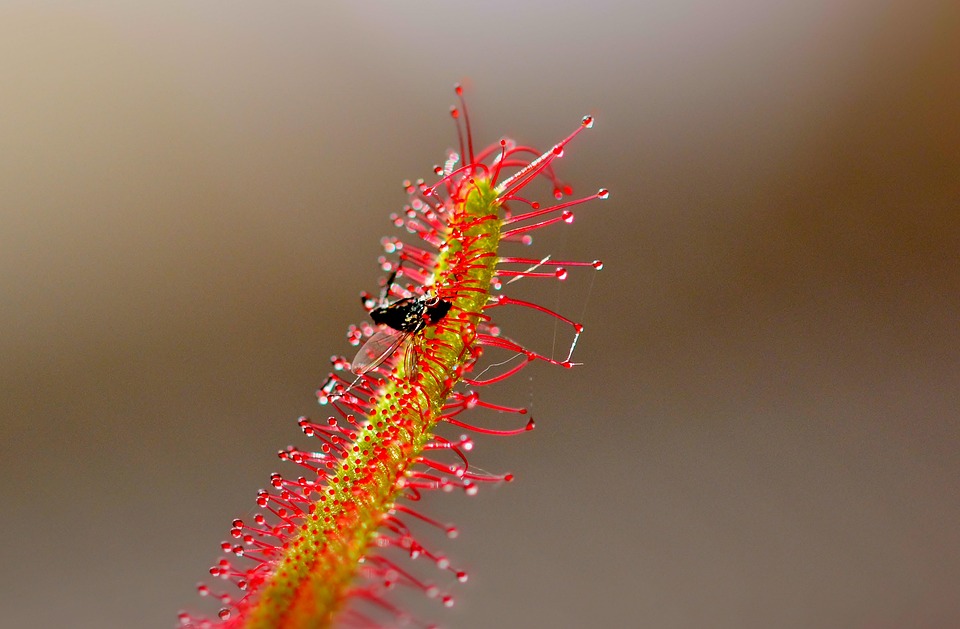 Rossolis Drosera Carnivore - Photo gratuite sur Pixabay