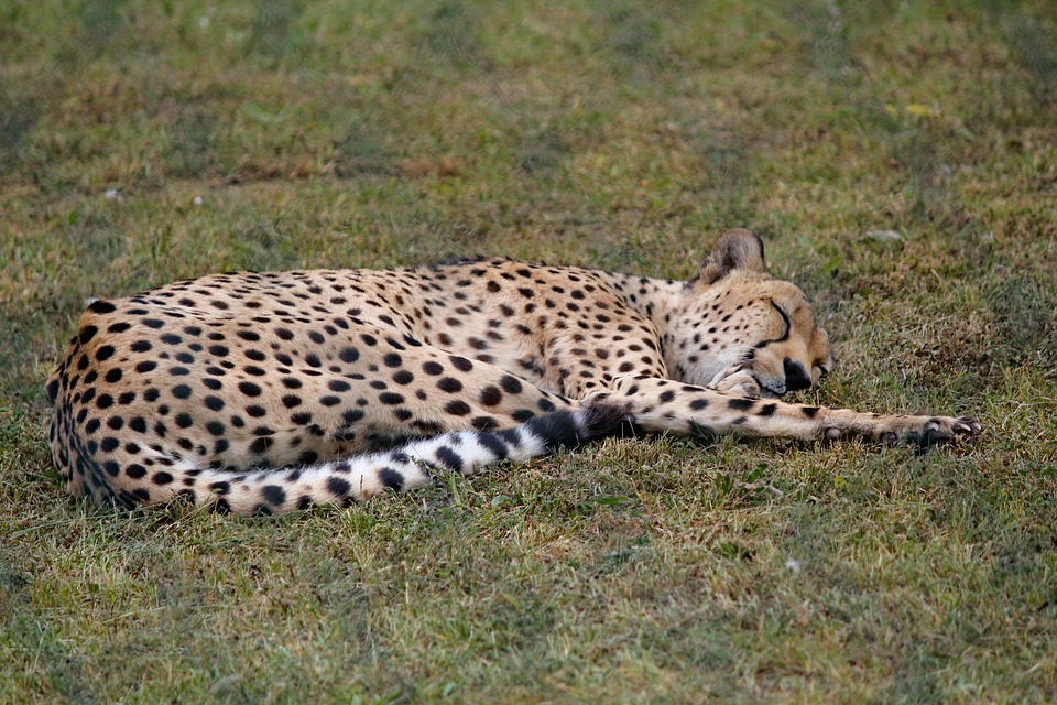 Cheetah Beast Lying - Free photo on Pixabay - Pixabay